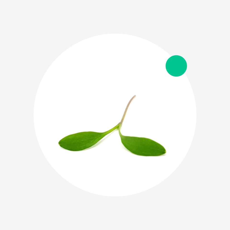 Coriander Cress - Vaversa