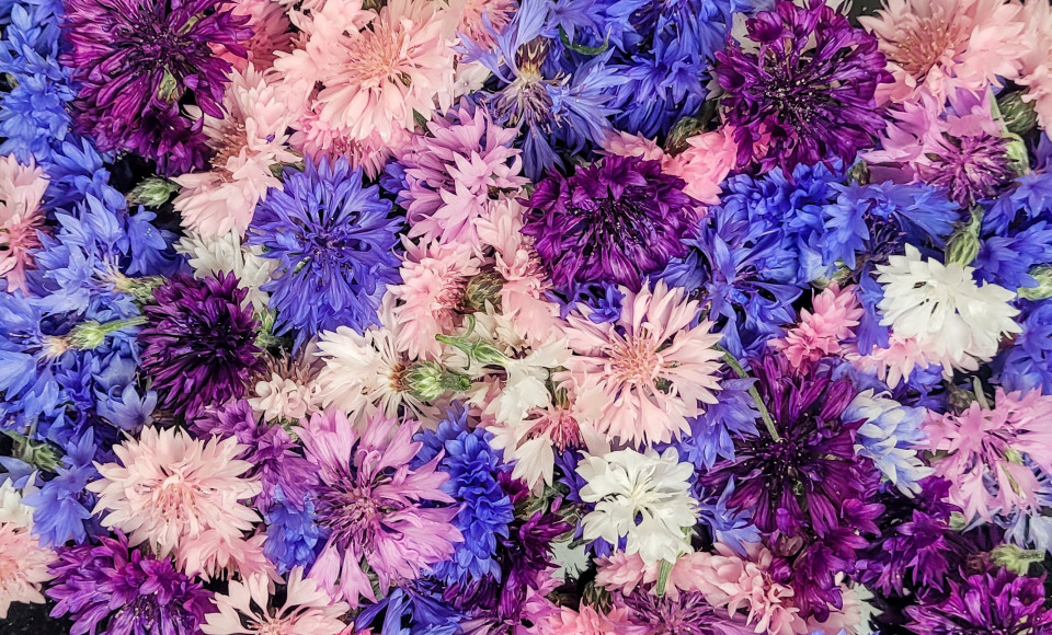 Cornflower Mix