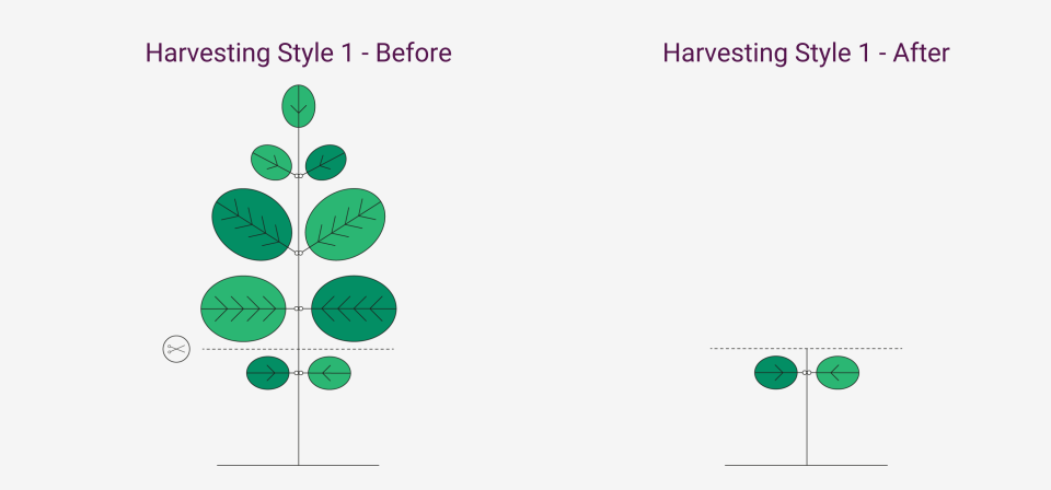 French Marigold Flower